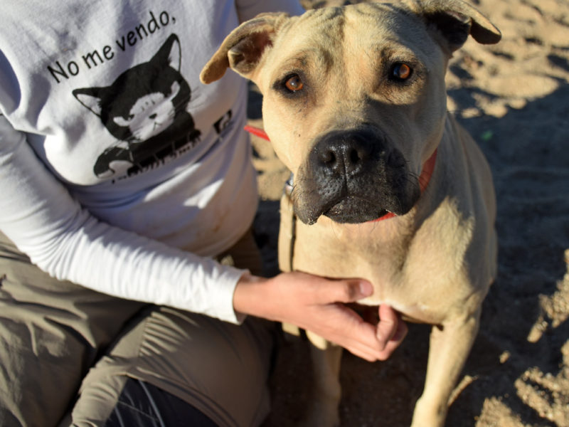 Asociación Protectora de Animales y ONG en Madrid - ANAA